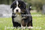 De Montaña Dog Breeding (Tolima), evcil hayvan yetiştiricileri