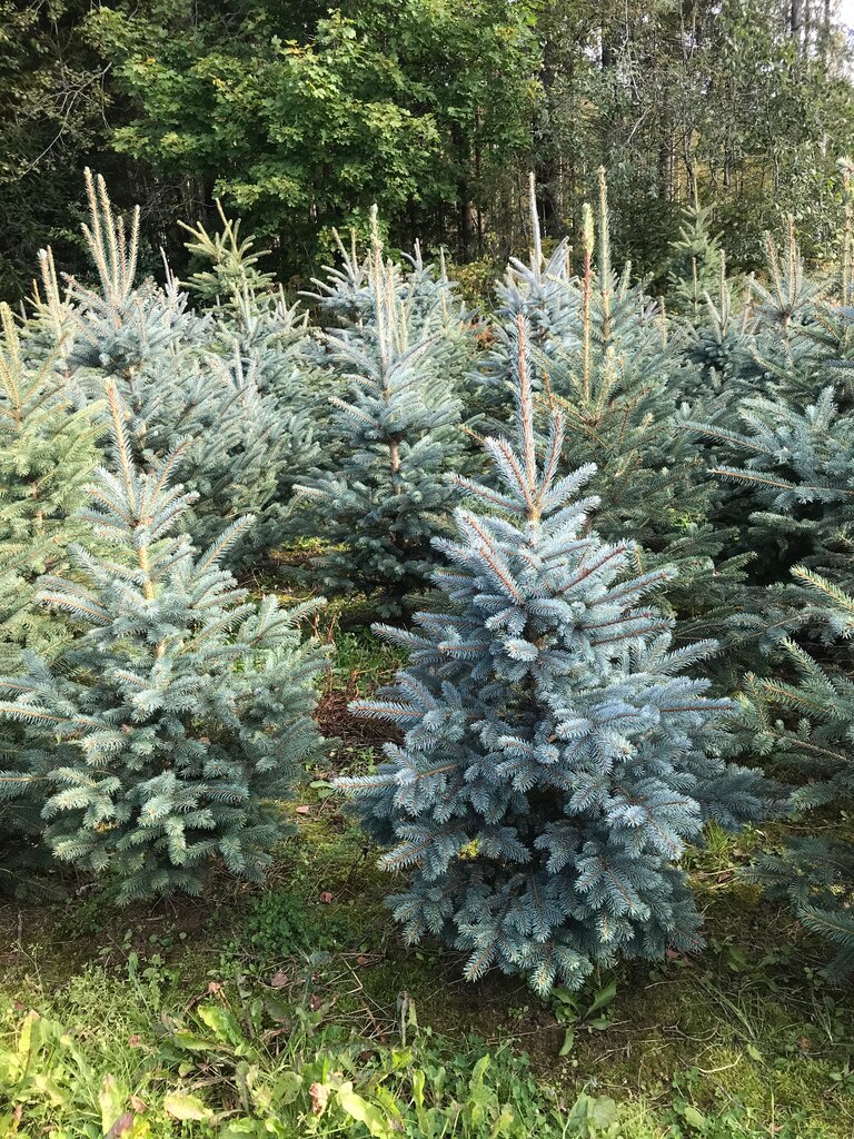 Yapay çam ağaçları ve süsleri Elki-Opt. pro, Saint‑Petersburg, foto