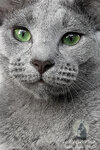 Russian blue cats. Cattery RBCat Rus (Kominterna Street No:3к1), evcil hayvan yetiştiricileri  Moskova'dan