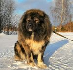 Серый Страж (ulitsa Malaya Balashikha No:19), pet otel  Zlatoust'tan