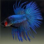 Zoomagazin (Yuzhnobutovskaya Street No:62), petshop  Moskova'dan