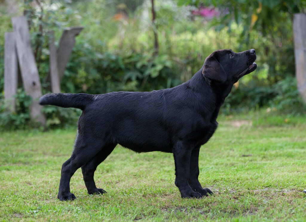 Evcil hayvan yetiştiricileri Pitomnik Bontaliss, Moskova, foto