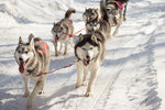 Sleddog center Lapyday (Generala Tsarevskogo Street No:100, Zheleznogorsk), spor tesisi  Krasnoyarski krayından