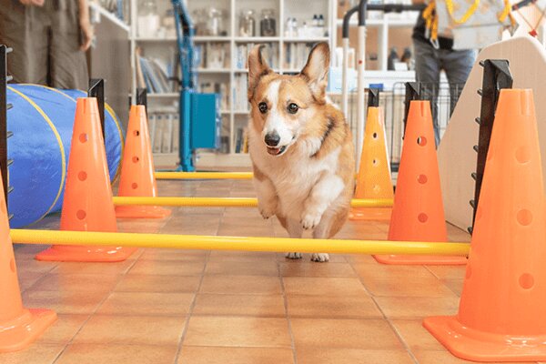 Evcil hayvan kuaförleri 愛犬のためのトータルケアサロン エヴァ, , foto