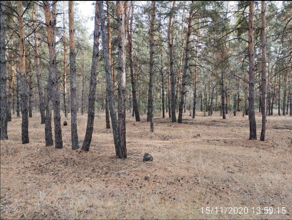 Bahçecilik dernekleri ve kuruluşları Snt Gagarinets, Saratovskaya oblastı, foto