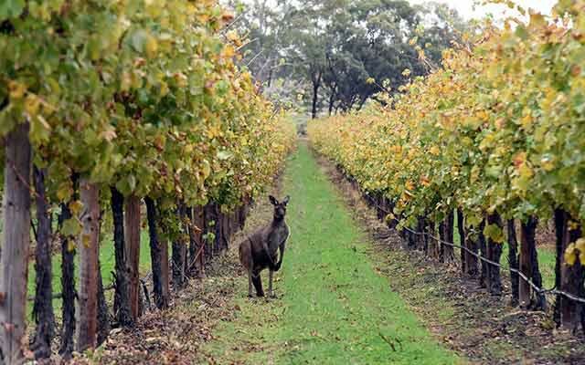 Şarap ve içki toptan satışları Growers Wine Group, Güney Avustralya, foto