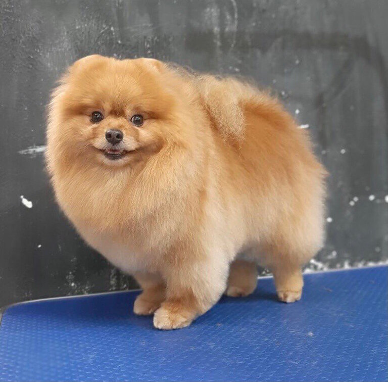 Güzellik salonu Зоосалон groomerpet.ru, Elektrostal, foto
