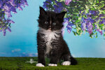 Maine coon nursery Takuru (Alekseya Tolstogo Boulevard No:24), evcil hayvan yetiştiricileri  Puşkin'den