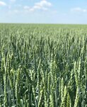 Syngenta Kazakhstan (Karbyshev kóshesi No:22А), tarım ilacı firmaları  Kostanay'dan