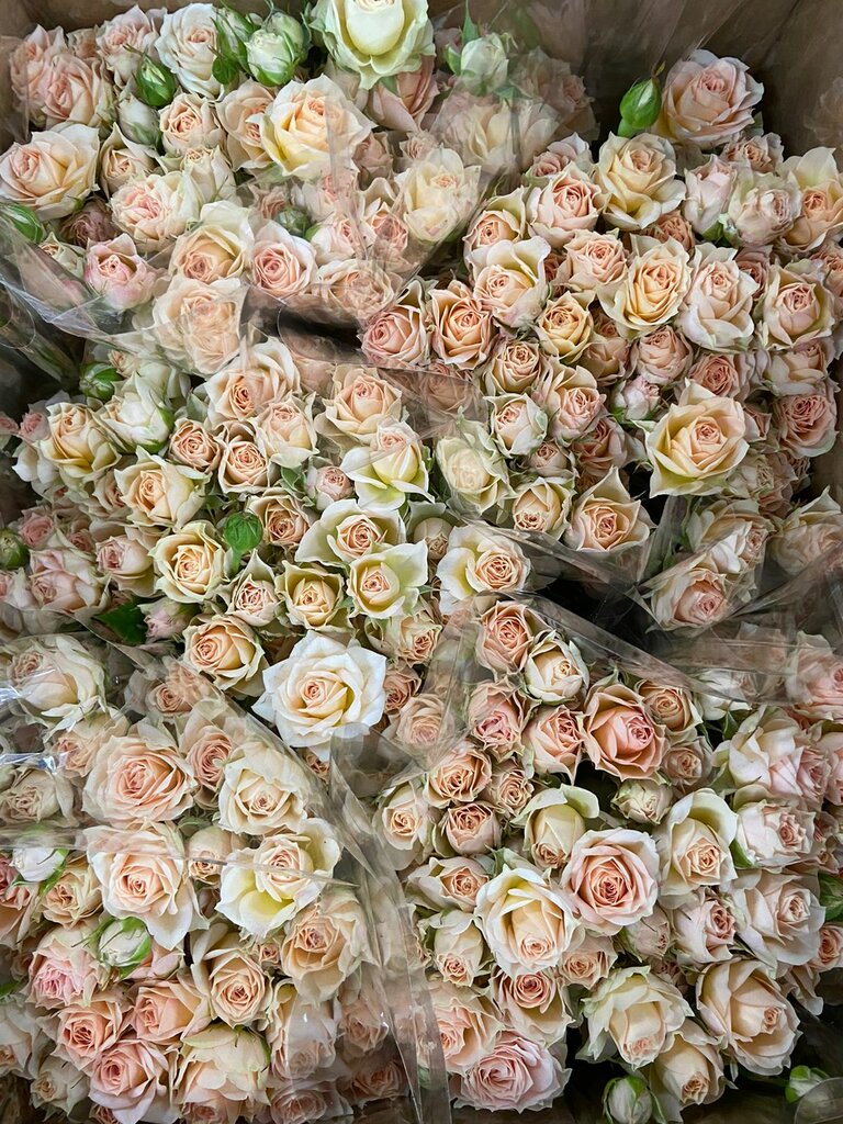 Çiçekçiler Галерея Цветов, Suhum, foto