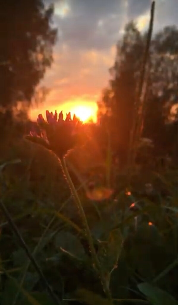 Kültür ve eğlence parkları Берёзовая роща, Kungur, foto