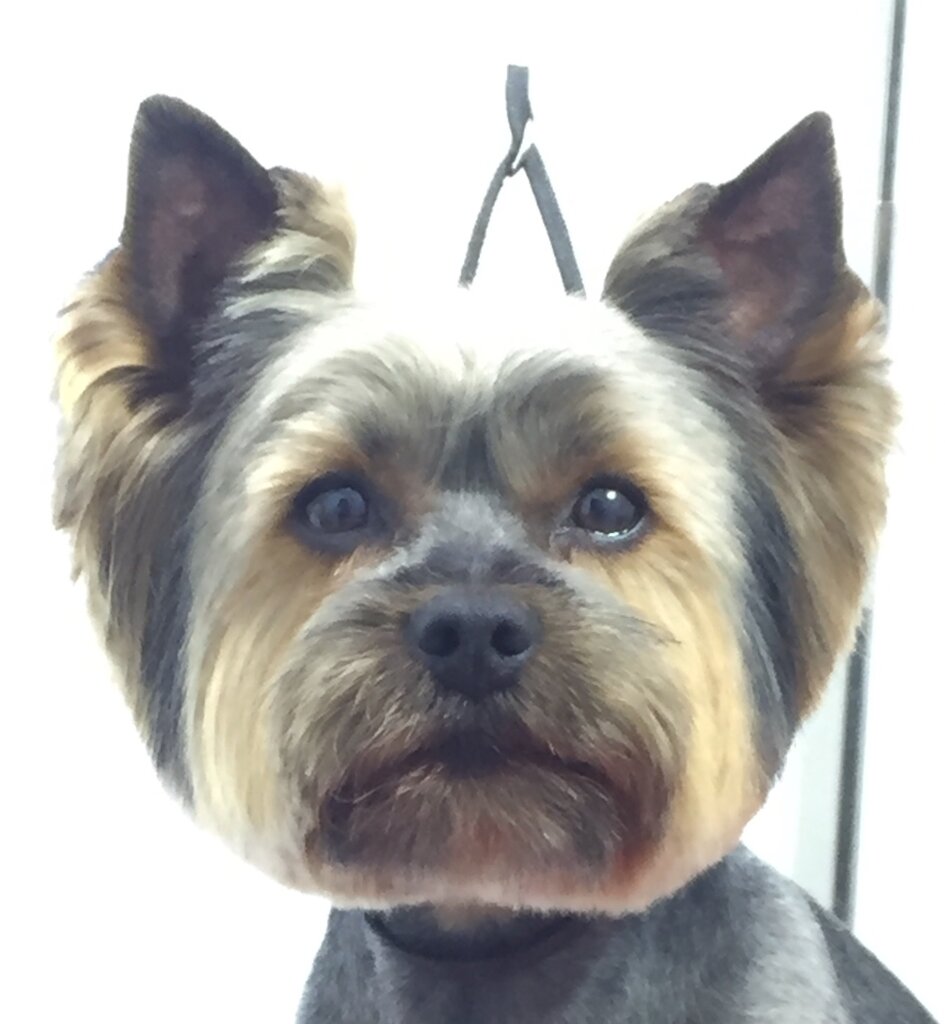 Evcil hayvan kuaförleri Grooming Studio Alexander Gerasimov, Gomel, foto