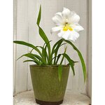 Orchideeën Petrens & Co (Lauwstraat No:74, Sint-Denijs-Westrem), çiçek teslimatı  Doğu Flandre'den