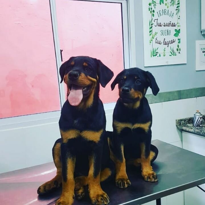 Veteriner klinikleri Veterinaria Dra Andrea, , foto