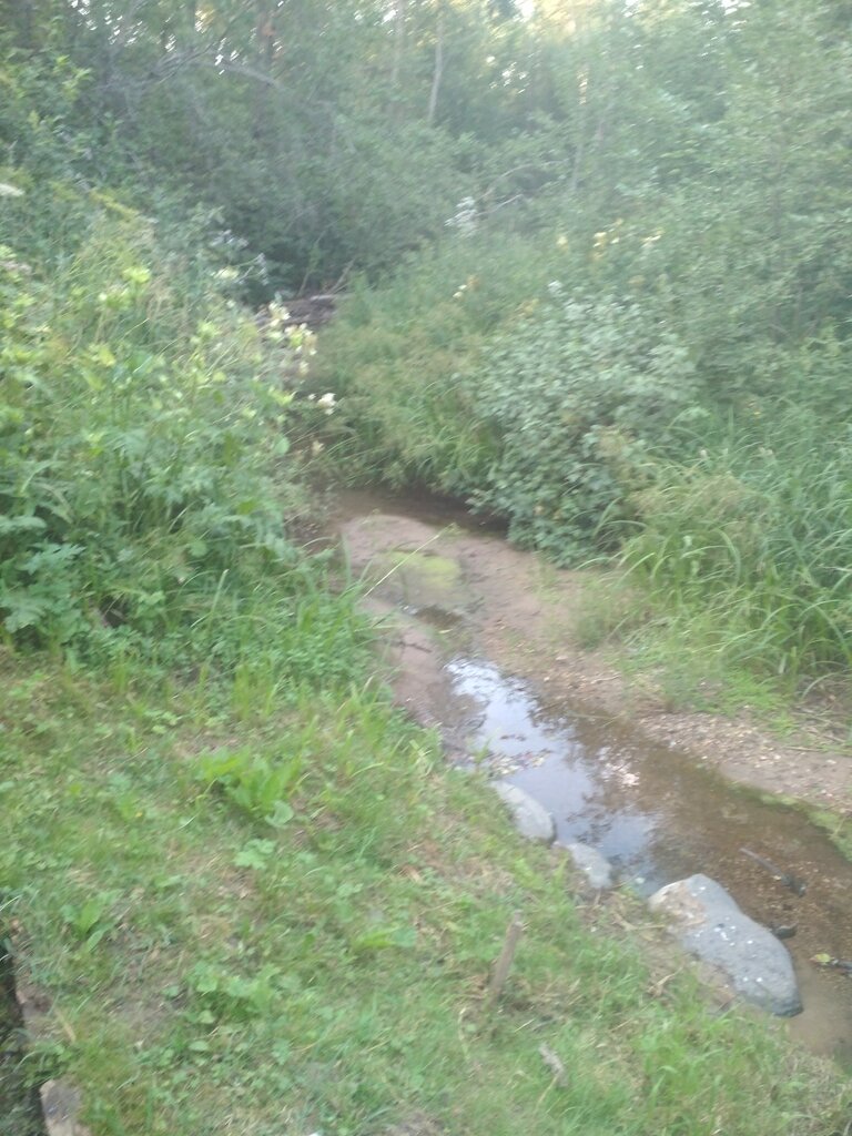 Pınar, çay Spring, stream, Vologodskaya oblastı, foto