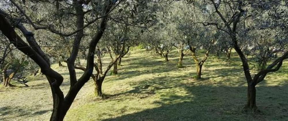Otel Residence Oliveto Mare Carso, Friuli‑Venezia Giulia, foto