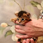 Abyssinian Kittens (Toraıǵyrov kóshesi No:51), hayvanat bahçesi merkezi  Almatı'dan