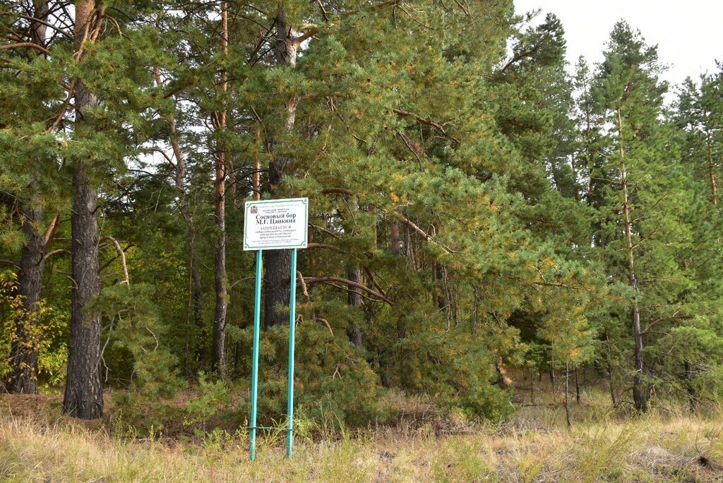 Doğa Сосновый бор М.Г. Цапкина, Orenburgskaya oblastı, foto