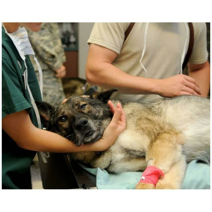 Evcil hayvan kuaförleri Veterinaria Del Plata, , foto