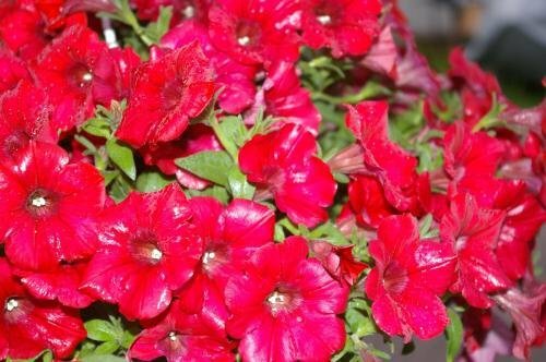 Otel Huoneistohotelli DomusVirrat, Pirkanmaa, foto