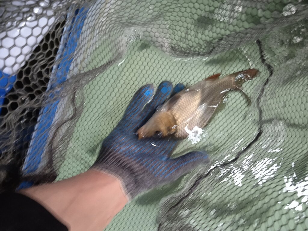 Balık çiftçiliği ve toptancıları Рыбка в пруд, Moskova ve Moskovskaya oblastı, foto