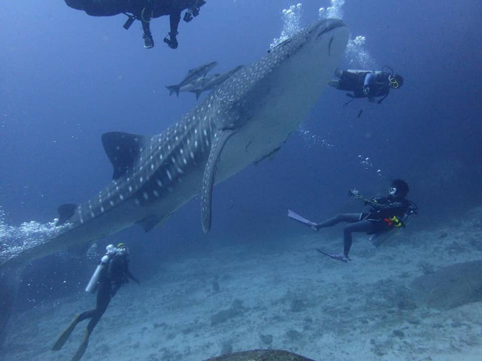 Dalış kulüpleri ve eğitim merkezleri Mantaray, Phuket Eyaleti, foto