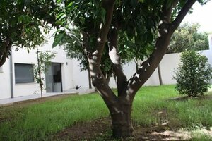 Residencia Mayol - Adults Only (Islas Baleares, Calle Garrover, 5), otel  Palma'dan