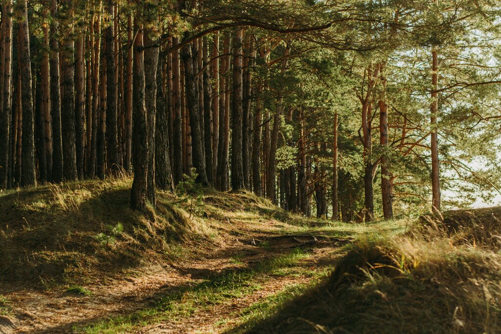 Kamp alanları Welcome to Forest, Permski krayı, foto