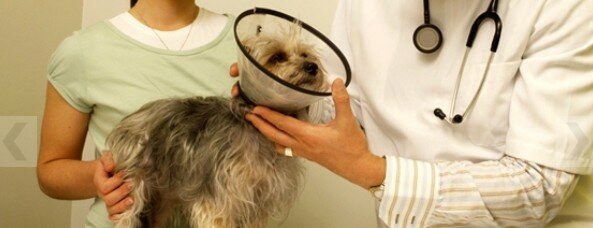 Veteriner klinikleri Veterinárna poliklinika Althea - MVDr. Pavol Zubrický, Nitra, foto
