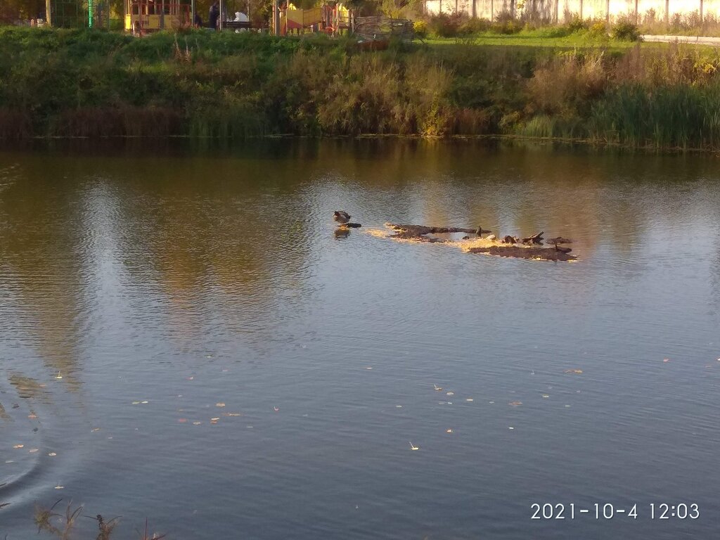Konut blokları ZhK Shvedskiye prudy, Vsevolgsk, foto