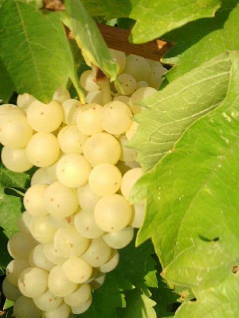 Gıda üreticileri Beşenkardeşler Gıda, Kahramanmaraş, foto