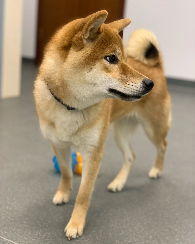 Pet otel Pet Galaxy, Moskova, foto