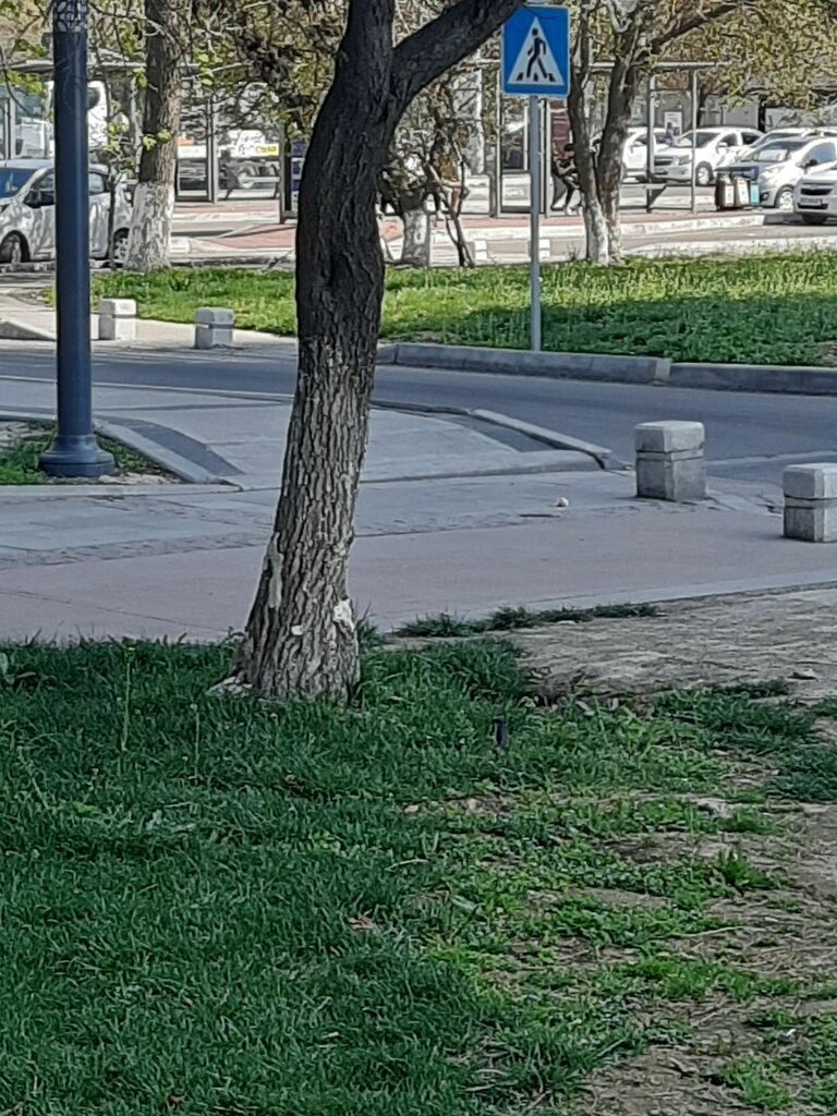Toplu taşıma durağı Pahtakor Metro İstasyonu, Taşkent, foto
