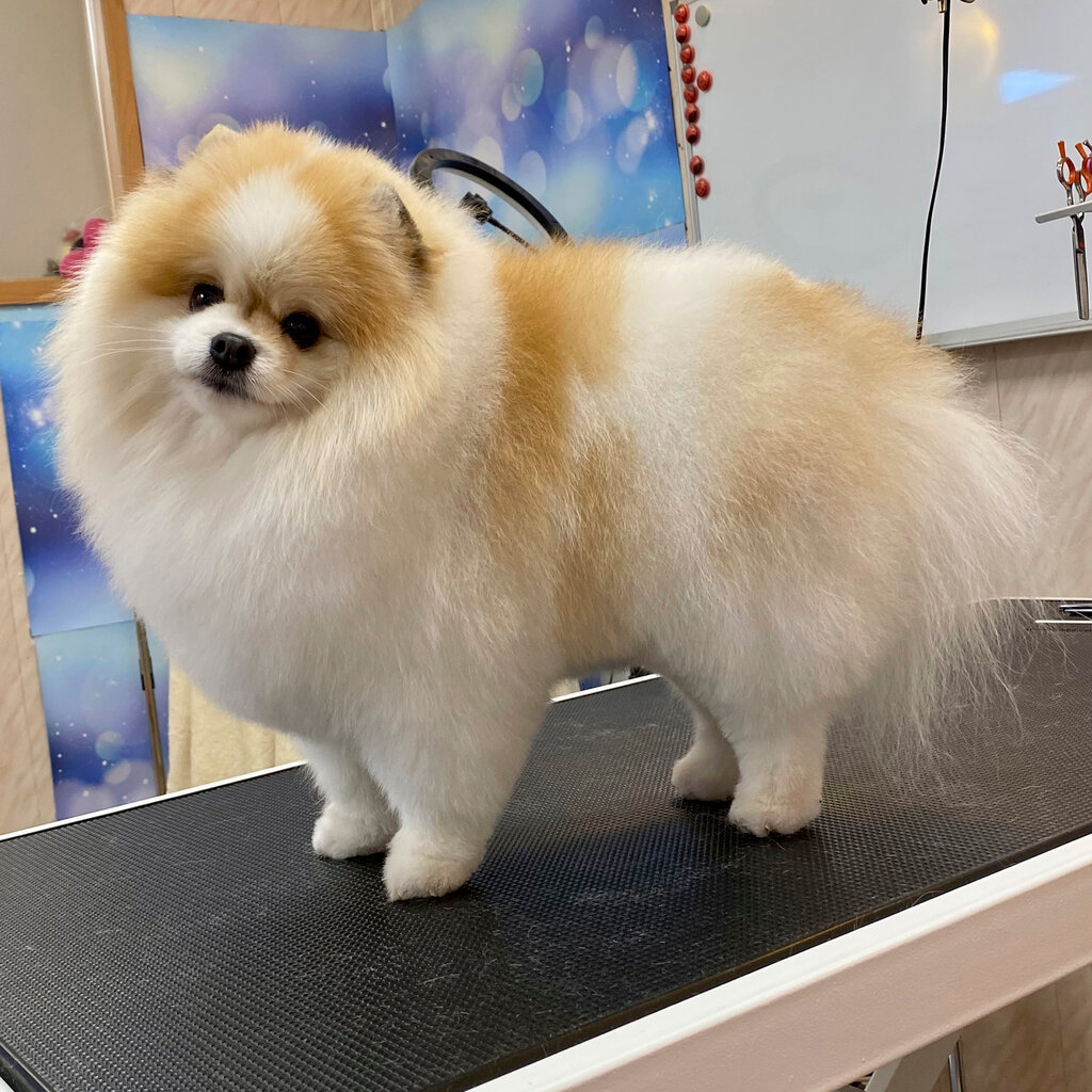 Evcil hayvan kuaförleri Zoosalon-u-Mishki, Moskova ve Moskovskaya oblastı, foto