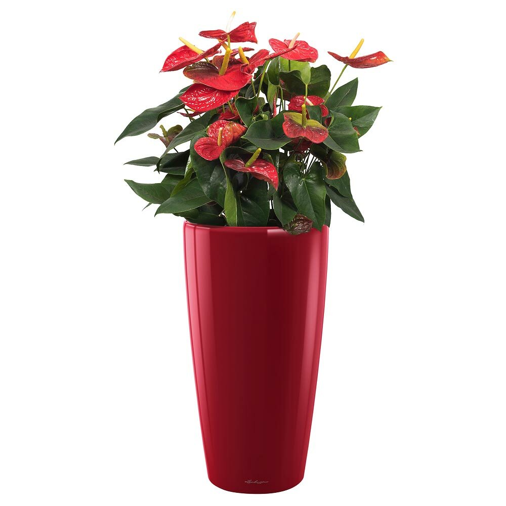 i̇ç dekorasyon ürünleri KupiKashpo.ru, Moskova, foto