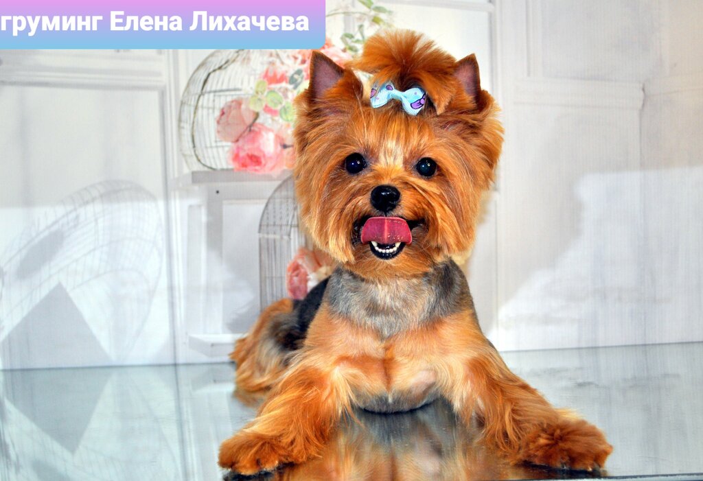 Evcil hayvan kuaförleri Pet Studio, Staraya Russa, foto