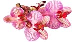 Ganesha Beauty & Wellness (Frydsvej No:59), masaj salonları