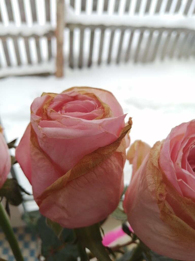 Çiçekçiler Магазин цветов, Spas‑Klepiki, foto