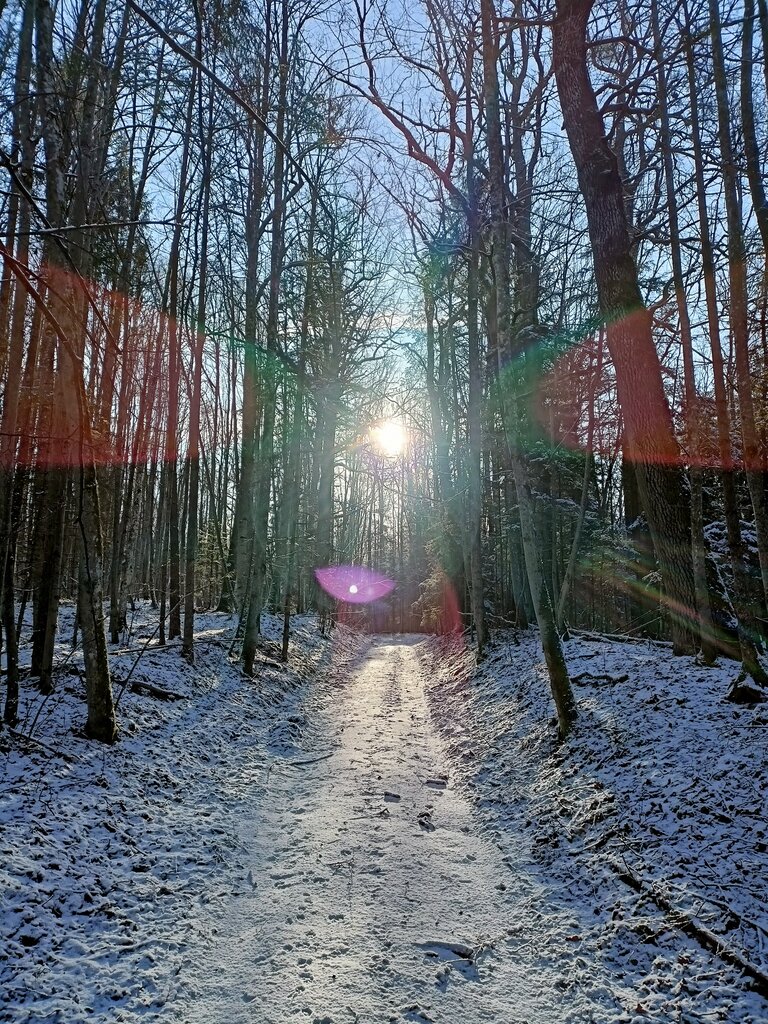 Doğa Дуб возрастом более 300 лет, Kaliningradskaya oblastı, foto