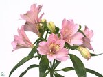 Donaliflor (Hainaut, Mons, Rue de Cuesmes, 212), çiçek teslimatı  Hainaut'tan