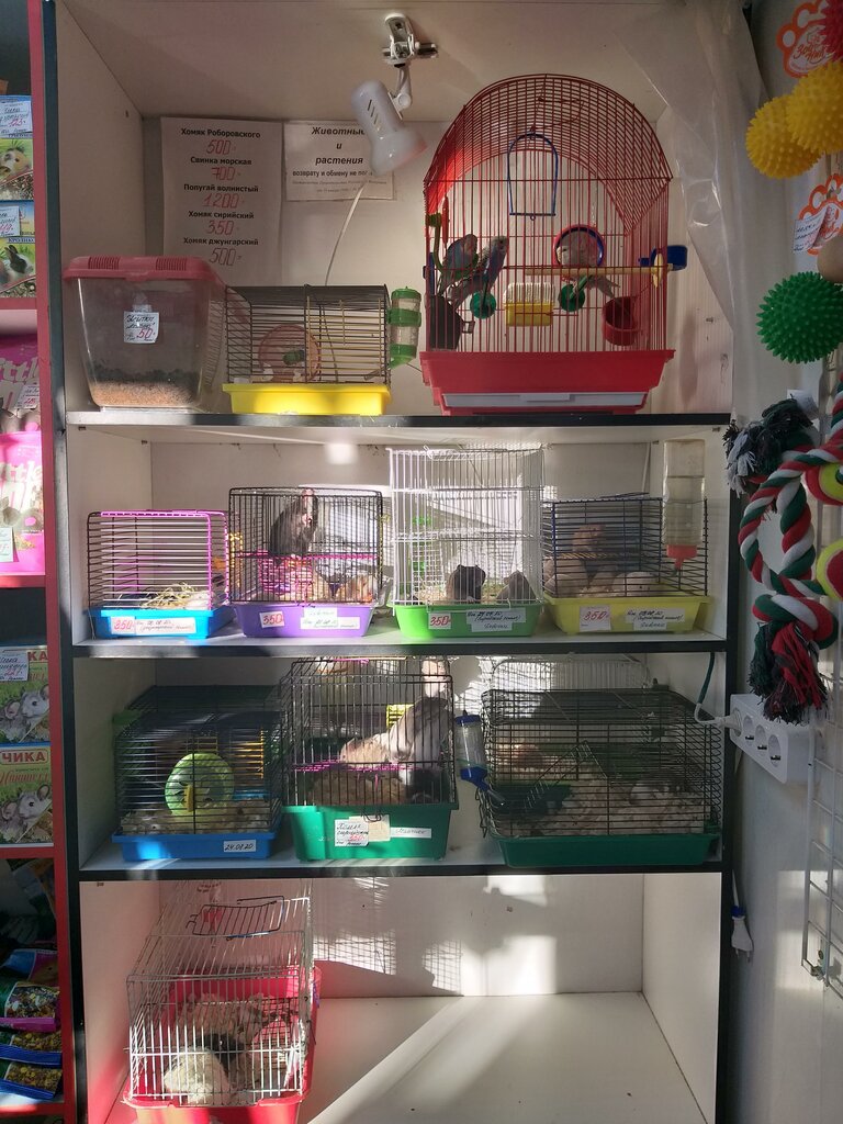 Petshop Pet Shop pets' corner, Staraya Russa, foto