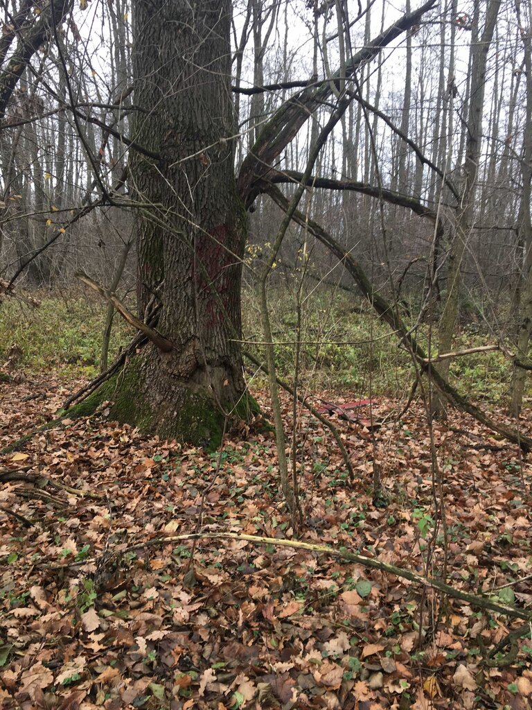 Orman урочище Алпуд, Kurskaya oblastı, foto