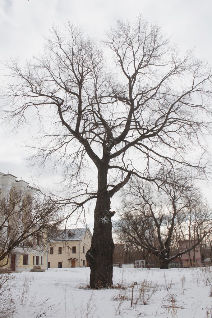 Doğa Дуб, памятник живой природы, Voskresensk, foto