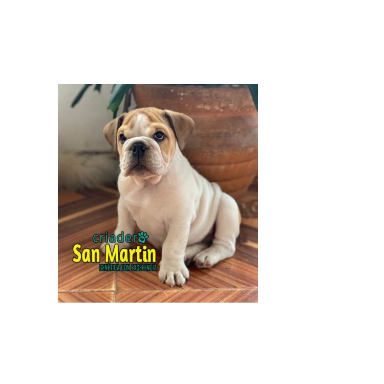 Evcil hayvan yetiştiricileri Criadero San Martín, , foto