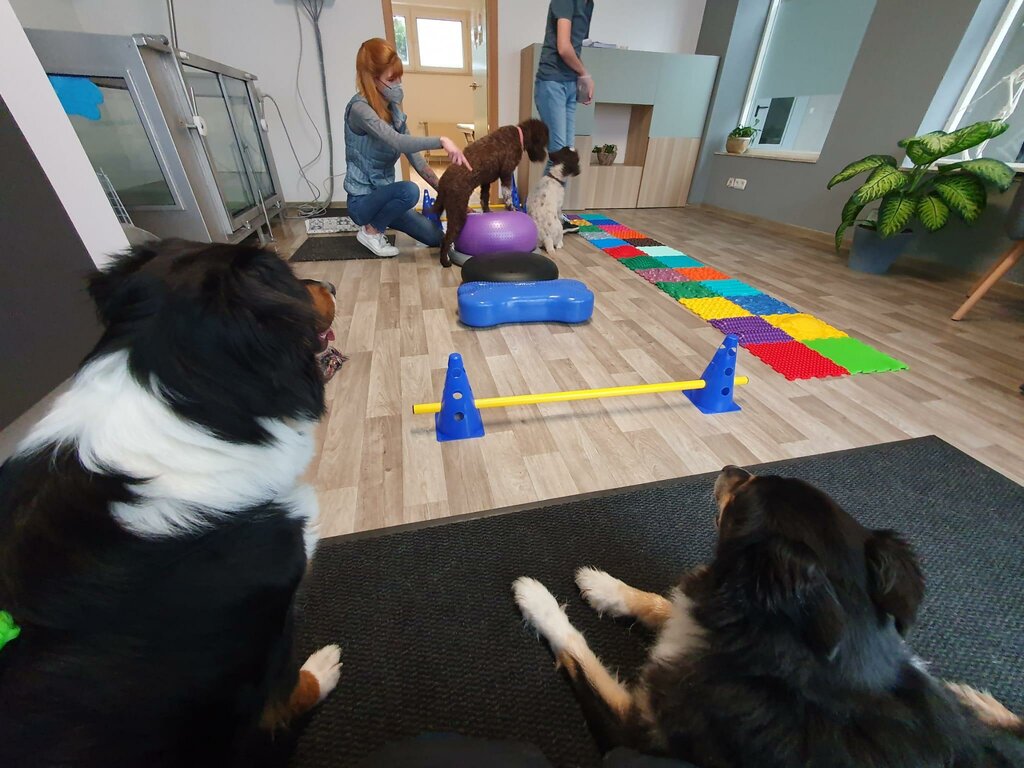 Tıp merkezleri ve klinikler Hundephysiotherapie Unna - Wilmera, Kuzey Ren‑Vestfalya, foto
