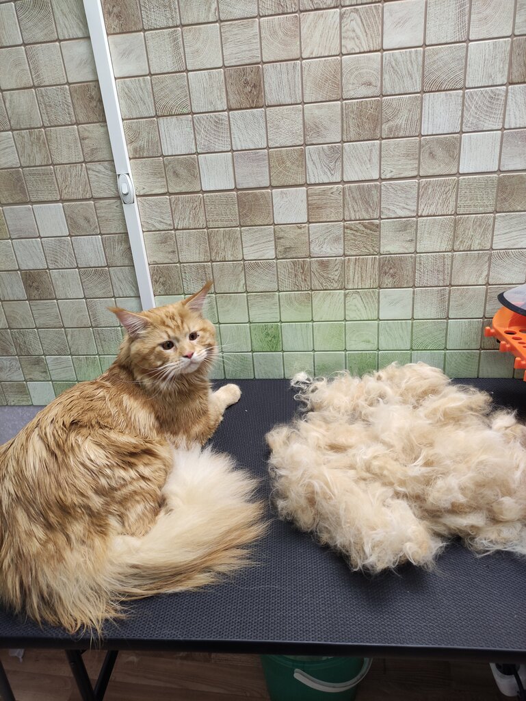 Evcil hayvan kuaförleri Зоосалон, Yelets, foto