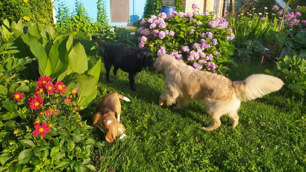 Pet otel Передержка собак в домашних условиях, Pavlovski Posad, foto