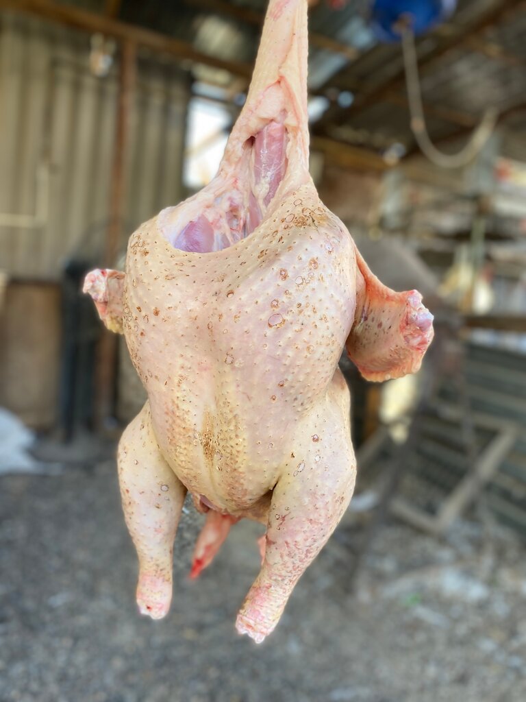 Kanatlı hayvan ürünleri ve yumurta Kurochki ot tatiyani, Çimkent (Şımkent), foto