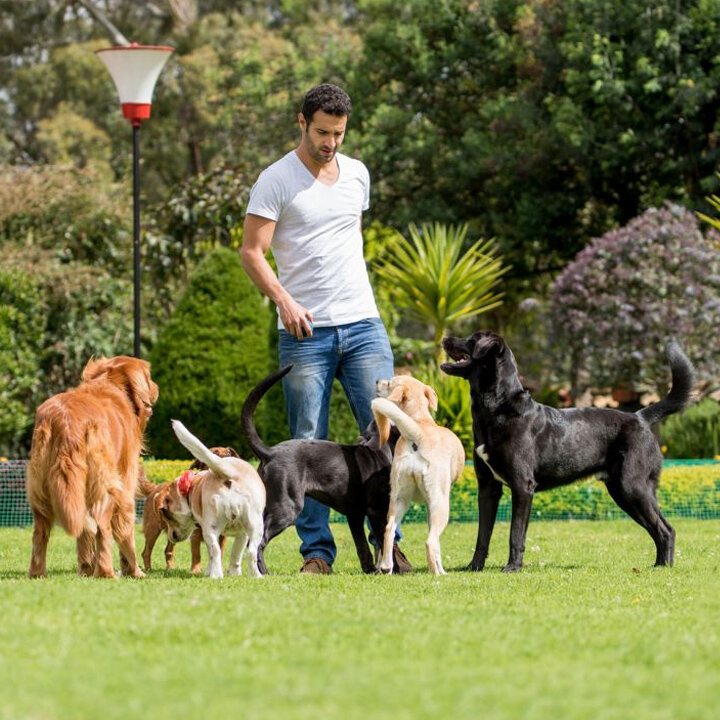 Petshop Paseos Caninos Laura, , foto