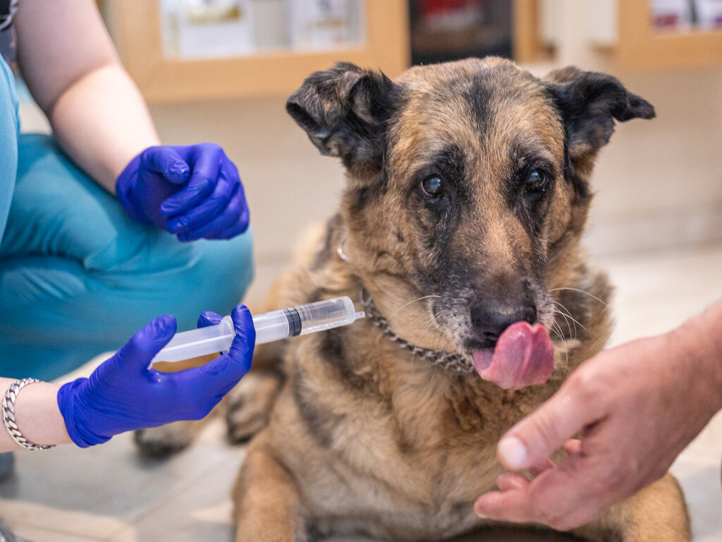 Veteriner klinikleri Vetklinika doktora Vadima Schemerova, Moskova, foto